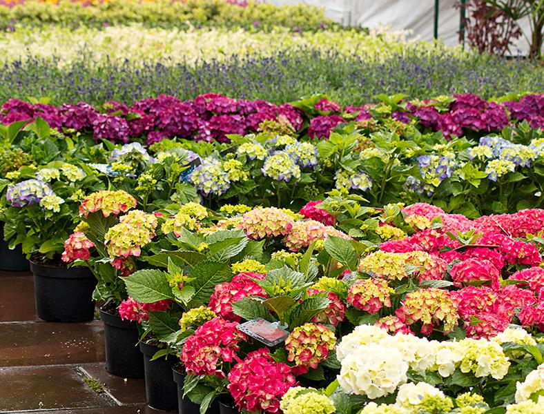 TREE & SHRUB NURSERY – Orange Garden Center
