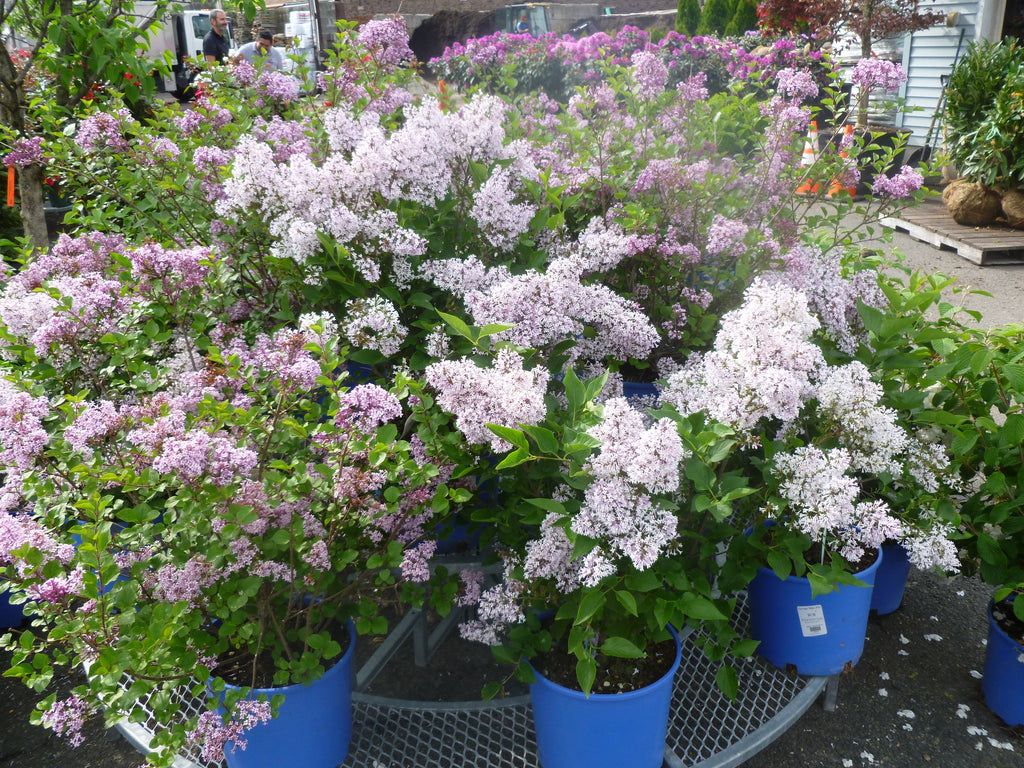 SCENTERA BLUE FRAGRANT LILAC – Orange Garden Center