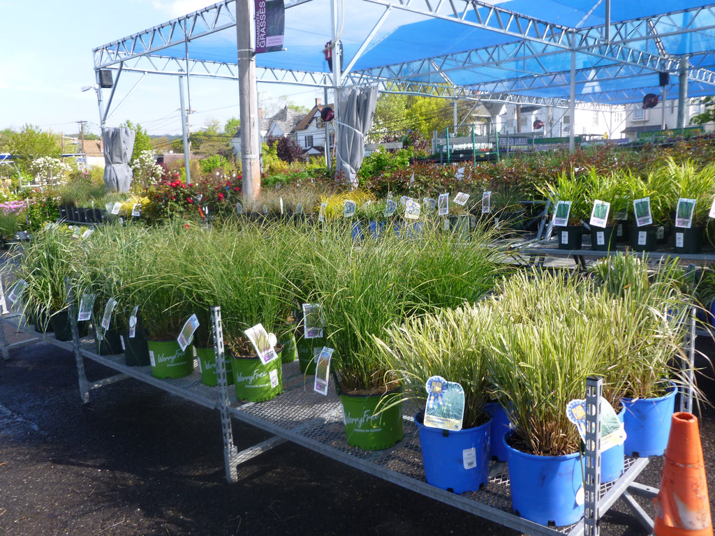 ORNAMENTAL GRASSES - NON INVASIVE – Orange Garden Center