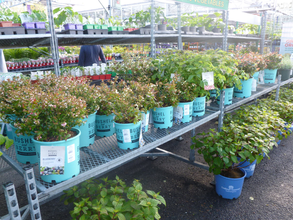 BLUEBERRY, RASPBERRY, GRAPES – Orange Garden Center