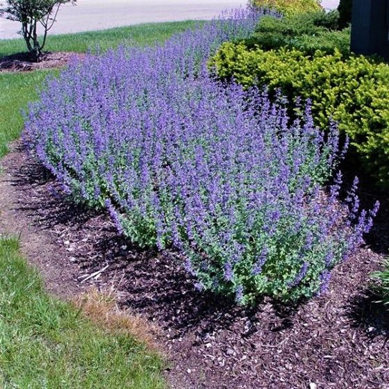 CATMINT – Orange Garden Center