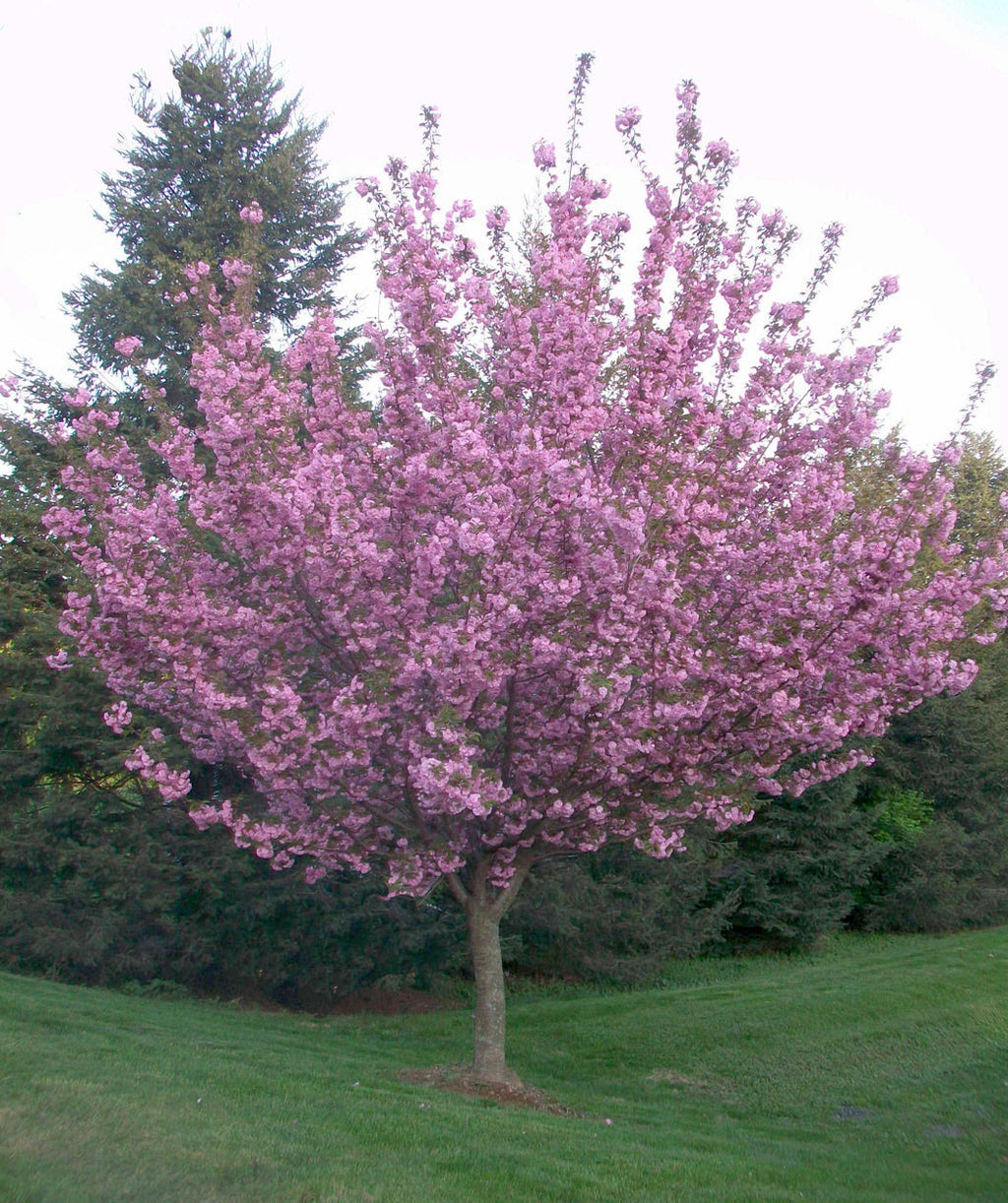 Pink Flowering Cherry Tree – Orange Garden Center