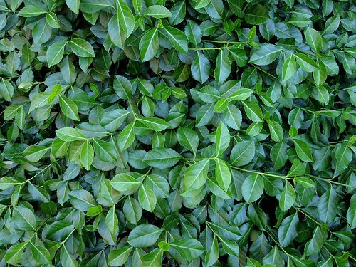 VINCA PERIWINKLE MYRTLE GROUND COVER – Orange Garden Center